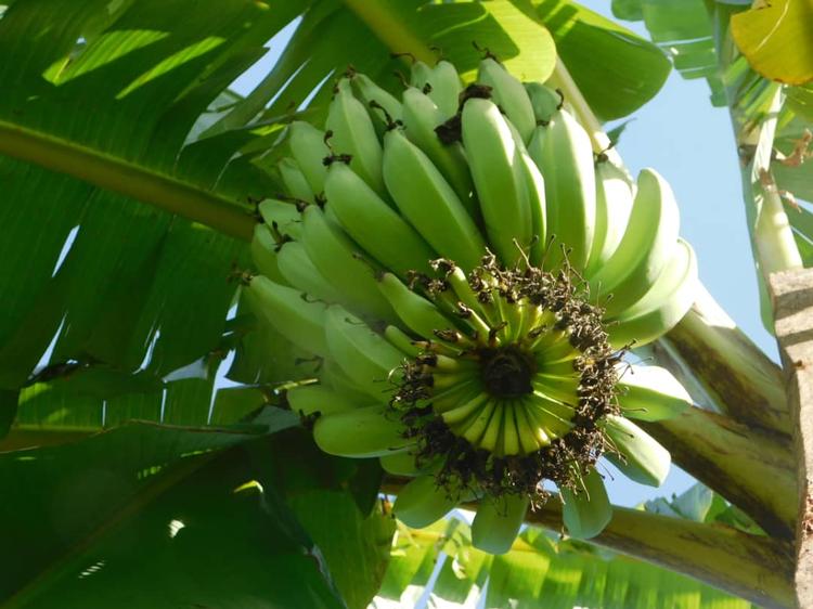 Derfor er bananen et godt alternativ til sportsgeler og energibarer