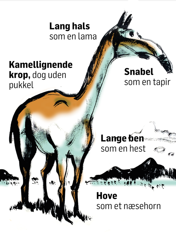 Tapir? Kamel? Næsehorn? Forskere løser gåden om Darwins mystiske ...