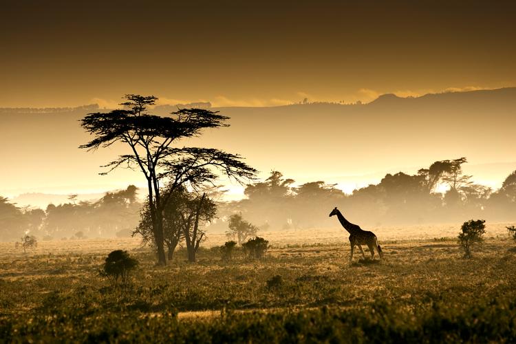 Derfor flygter folk fra Afrika