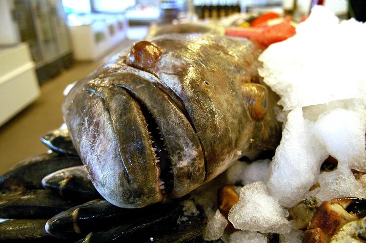 Færøske topkokke tryller med tørret fisk og øl